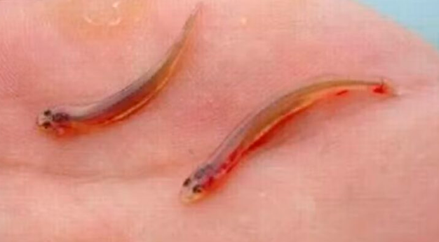 Conheça as verdades por trás do temido Candiru que penetra em orifícios ...